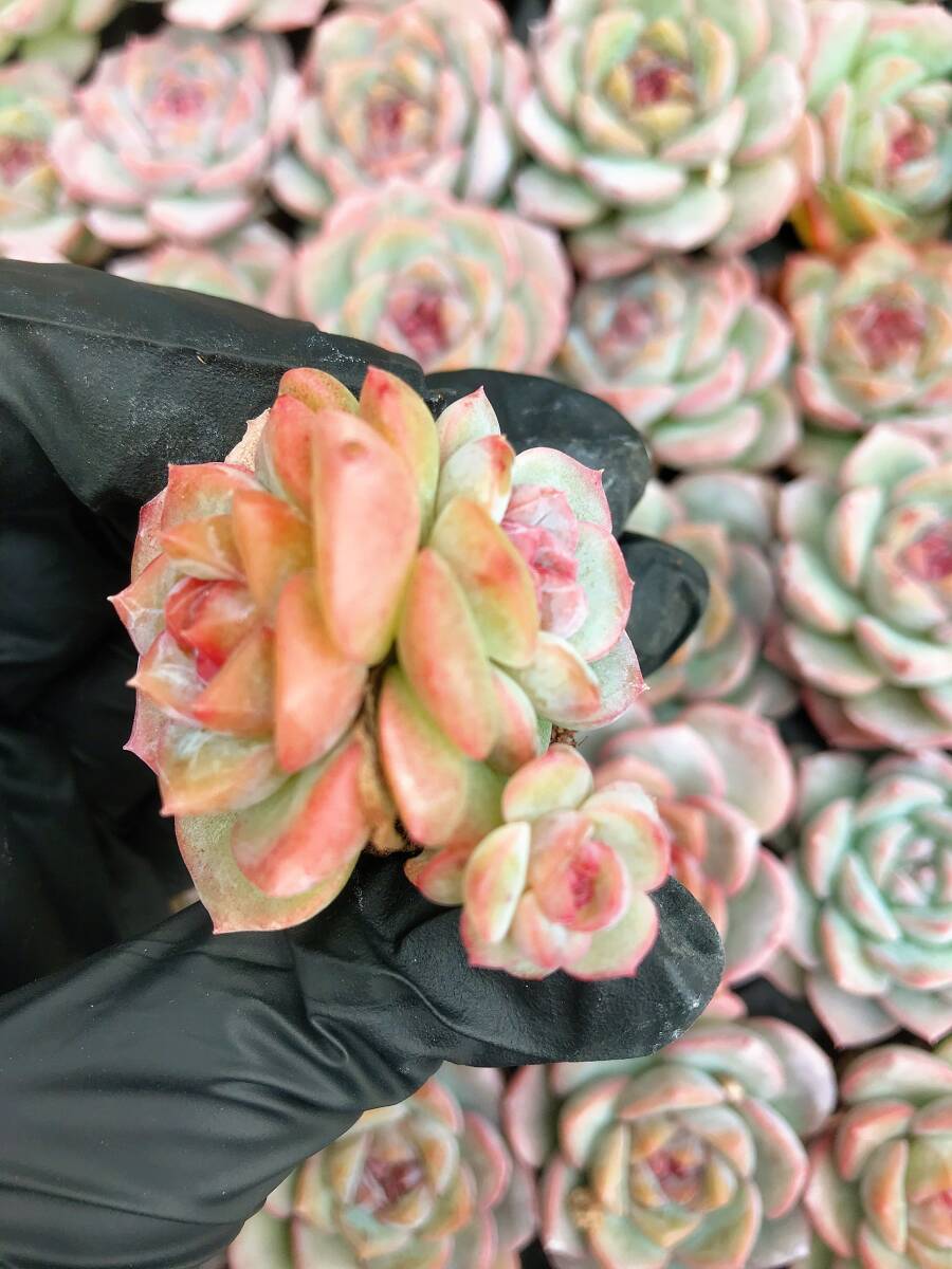 Yahoo!オークション - いちごがとろとろ J38-7 105苗 多肉植物 エケベ...