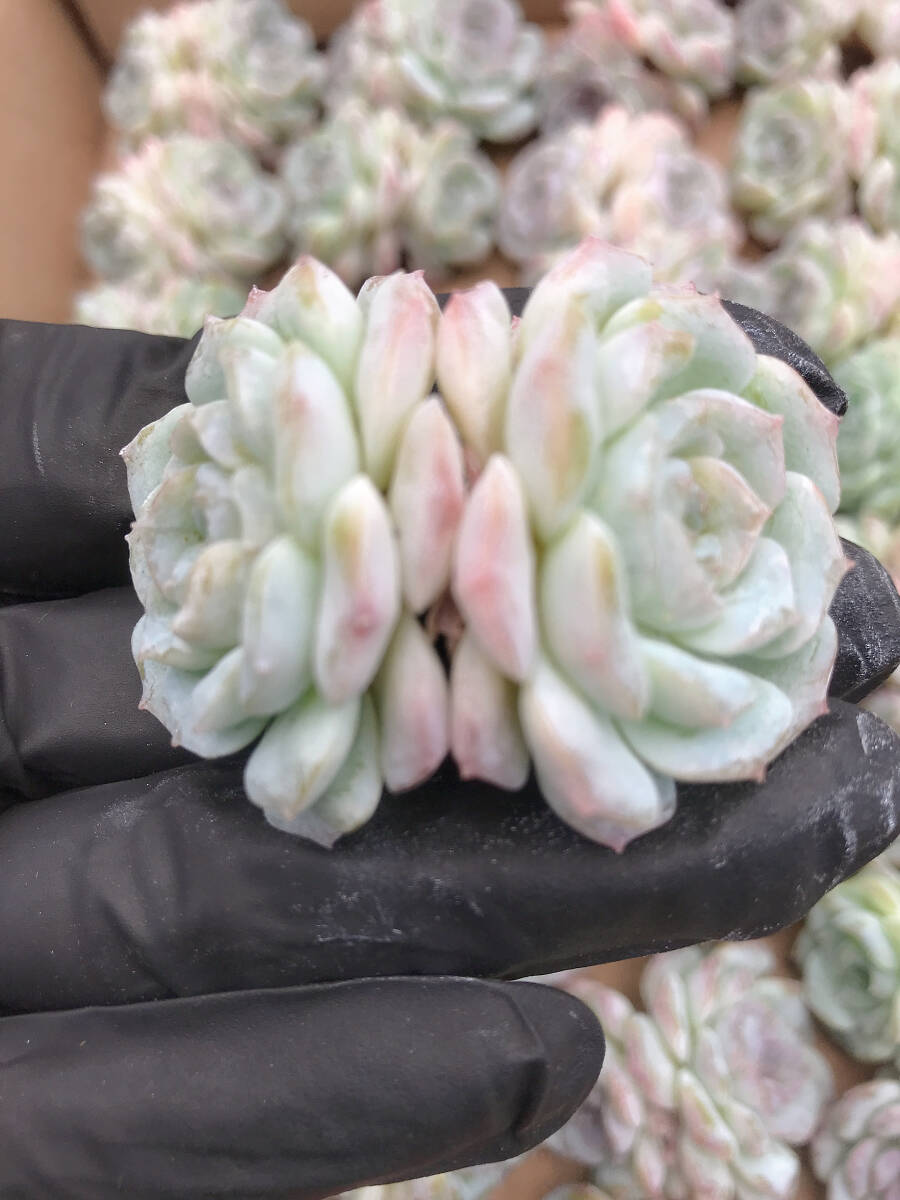 Yahoo!オークション - 雪魂 J102-2 33苗セット 多肉植物 エケベリア ...