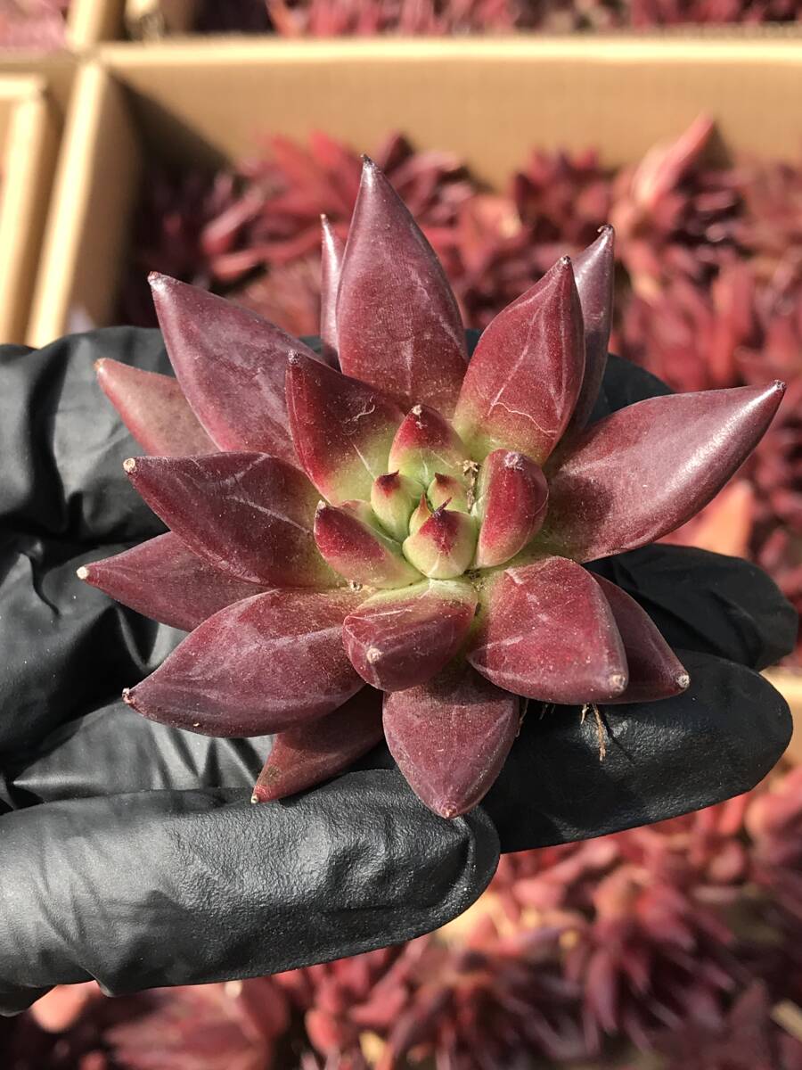 Yahoo!オークション - 赤い魂 L149-2 11苗多肉植物 エケベリア レア種 ...