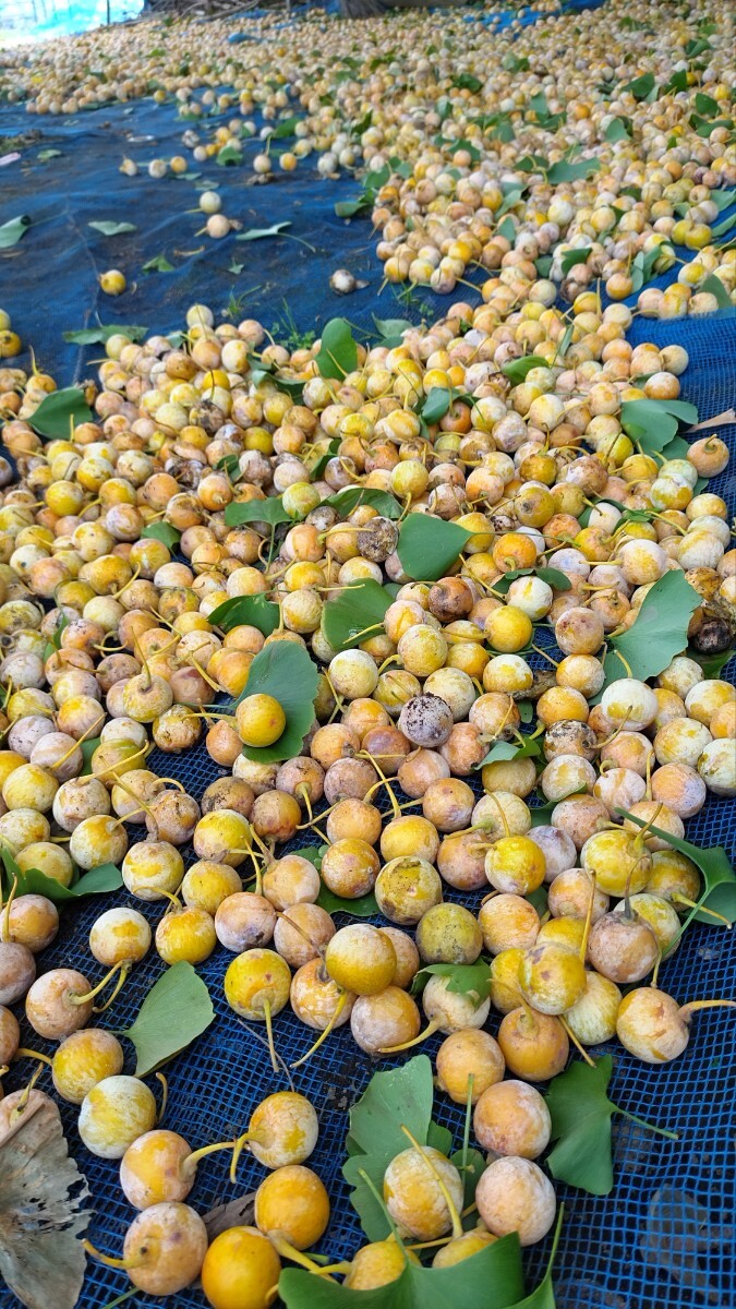 Yahoo!オークション - 24年産 銀杏 ぎんなん 藤九郎 L~3L 風袋込1kg 送...