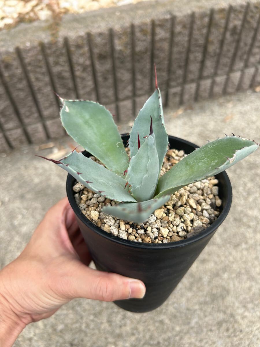 Yahoo!オークション - アガベ パリー 大きめ子株