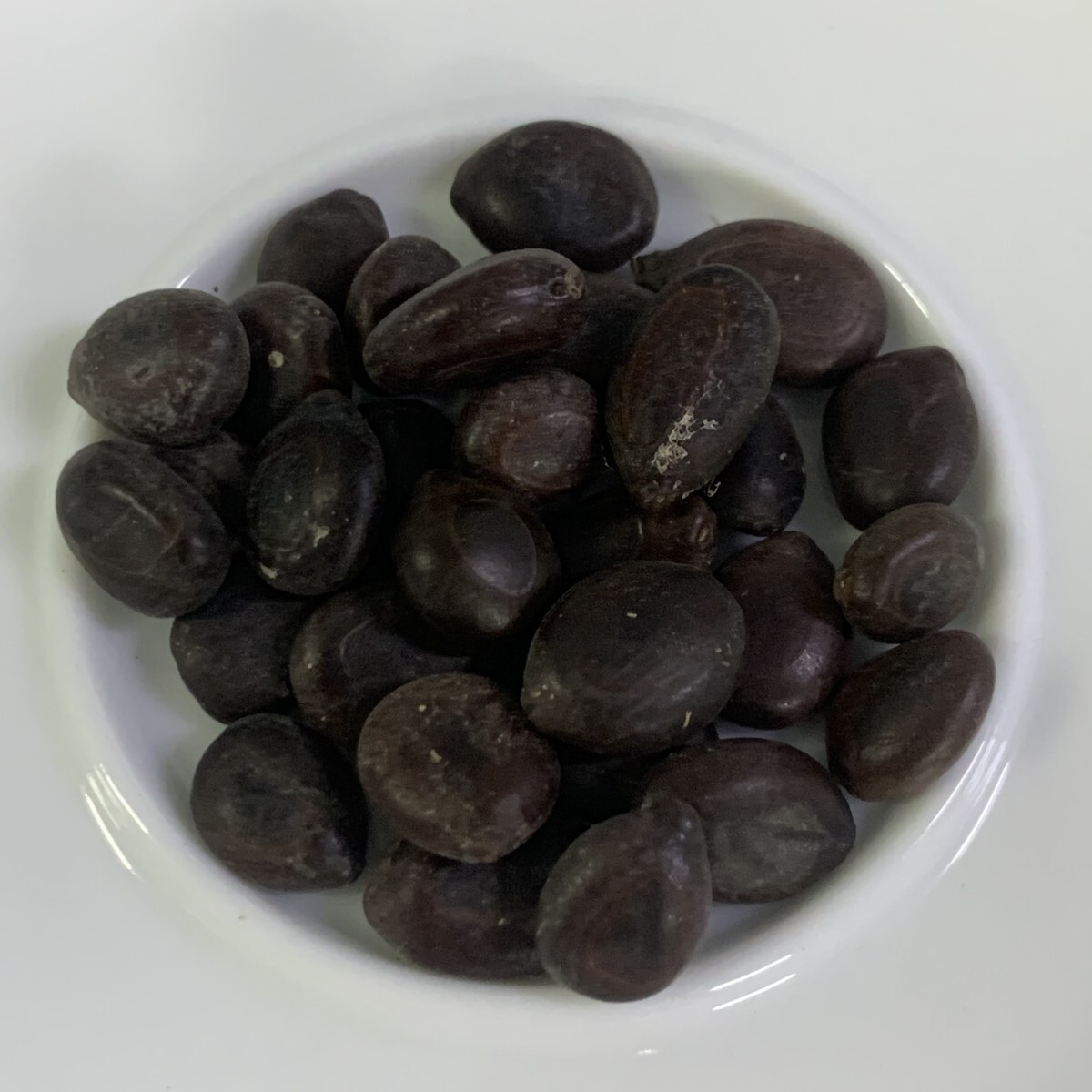 Yahoo!オークション - S32 種子30粒Vachellia erioloba バケリア(アカ...