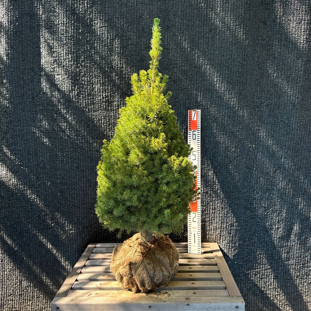 Yahoo!オークション - アルバーティアナコニカ/大株【品番3063】