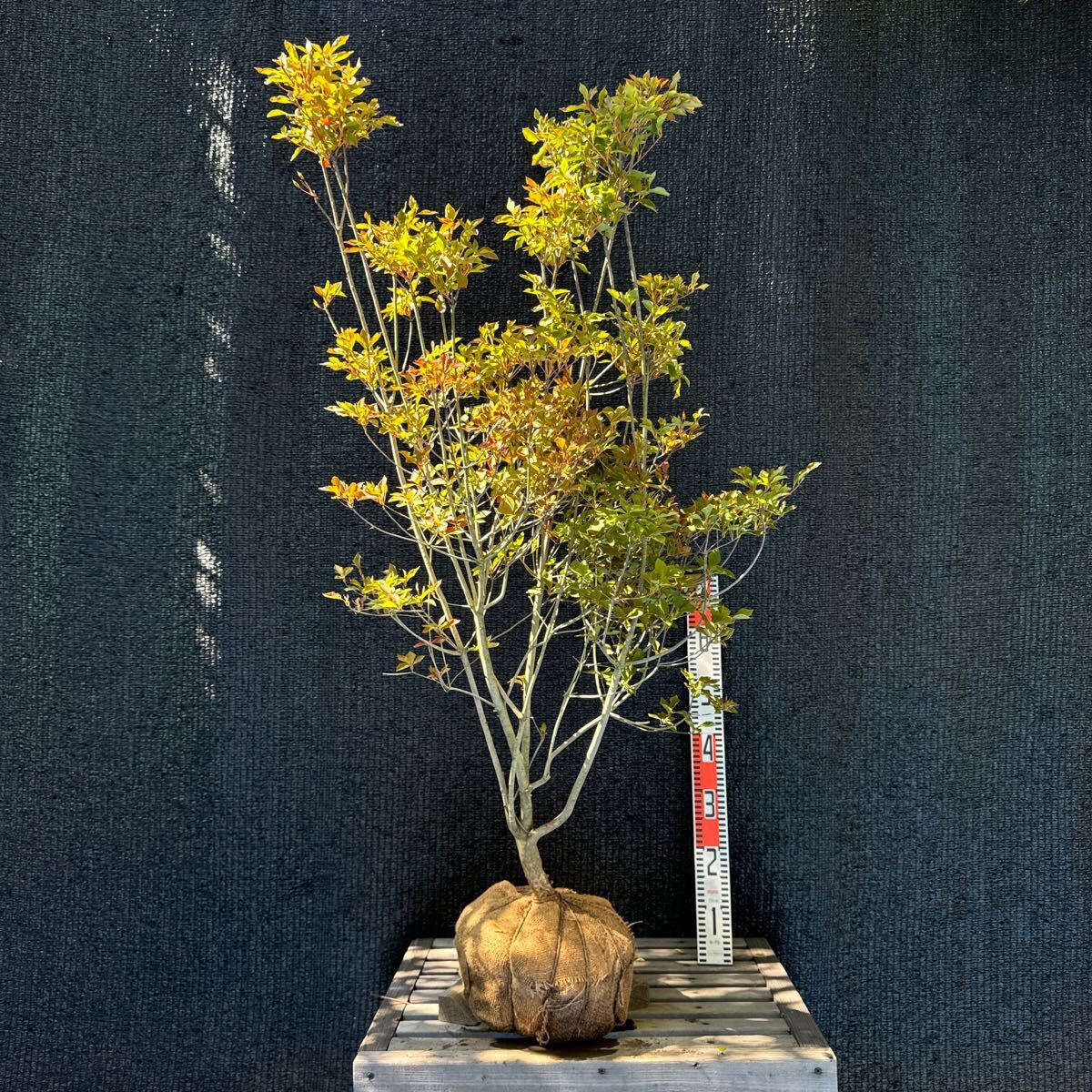 Yahoo!オークション - ドウダンツツジ/大株【品番3066