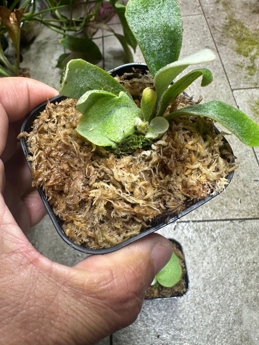 Yahoo!オークション - 【松園】(FSQ dwarf &FW)OC 送料込 Yahoo!オークション - 【松園】(FSQ dwarf &FW)OC 送料込
