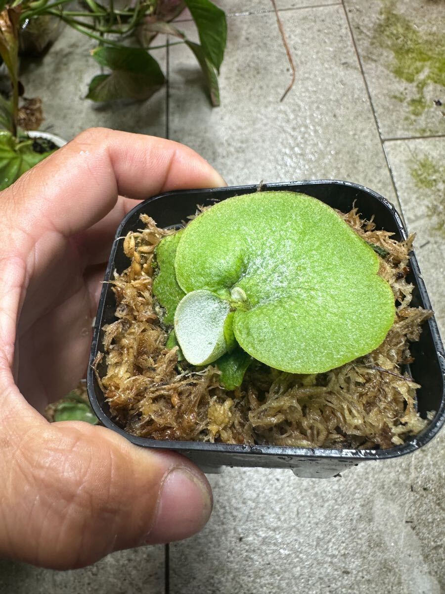 Yahoo!オークション - 【松園】(FSQ dwarf &FW)OC 送料込 Yahoo!オークション - 【松園】(FSQ dwarf &FW)OC 送料込