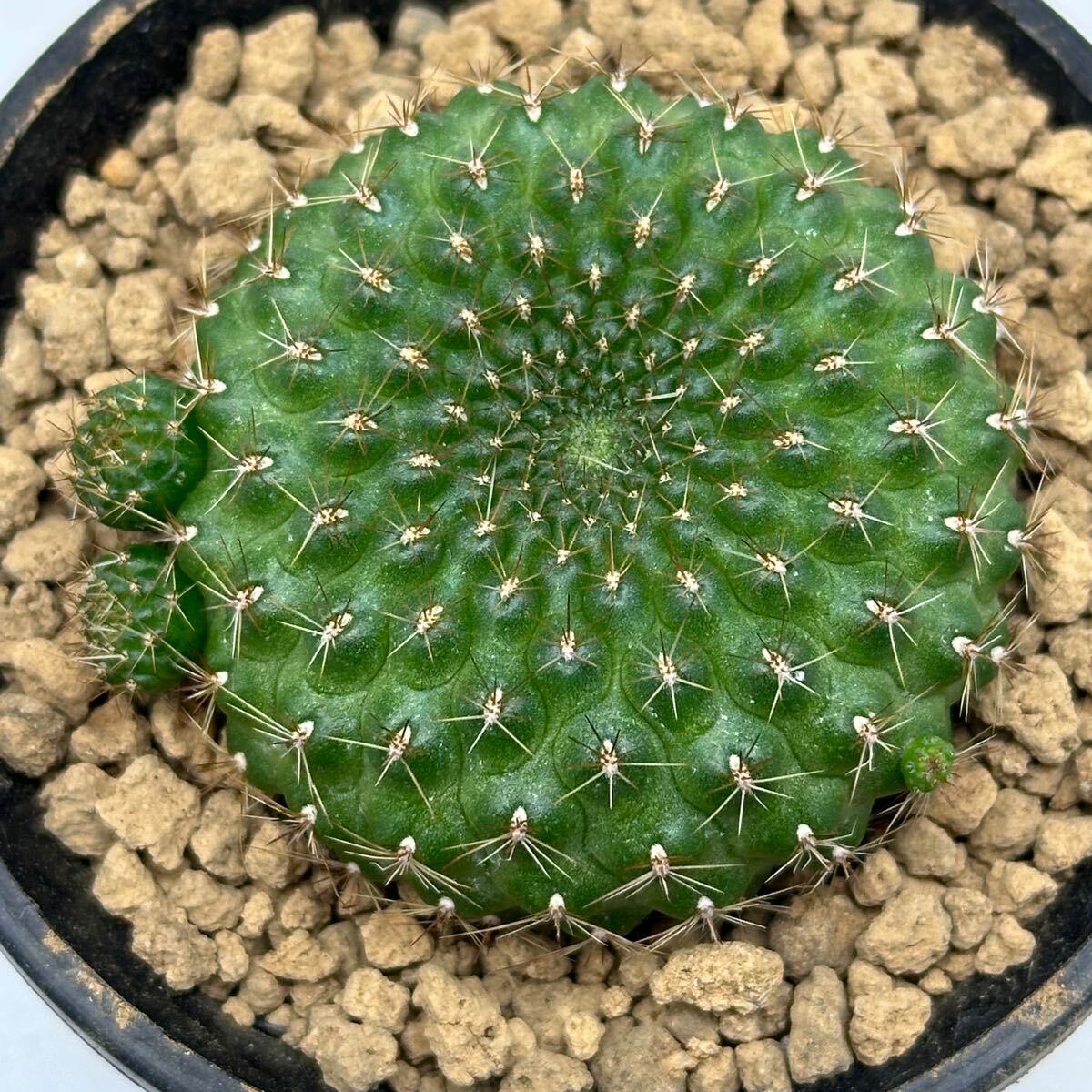 Yahoo!オークション - レブチア 黄花宝山 サボテン・多肉植物 CACTI7 ...