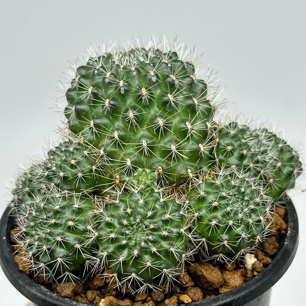 Yahoo!オークション - レブチア 瑠璃鳥 サボテン・多肉植物 CACTI7 98...