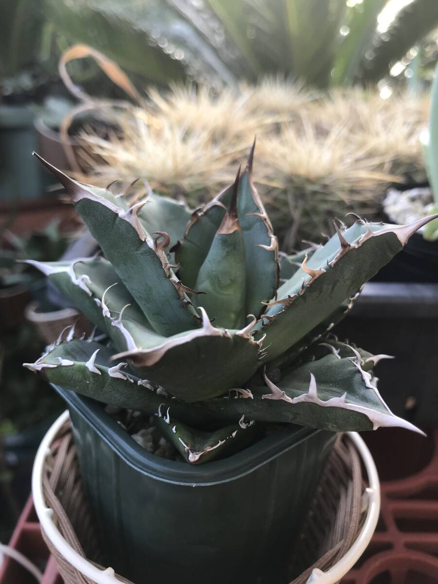 Yahoo!オークション - アガベ チタノタ No1