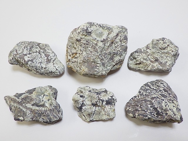 Yahoo!オークション - 天然石 化石のような石たちまとめ 貝化石 巻貝 ...