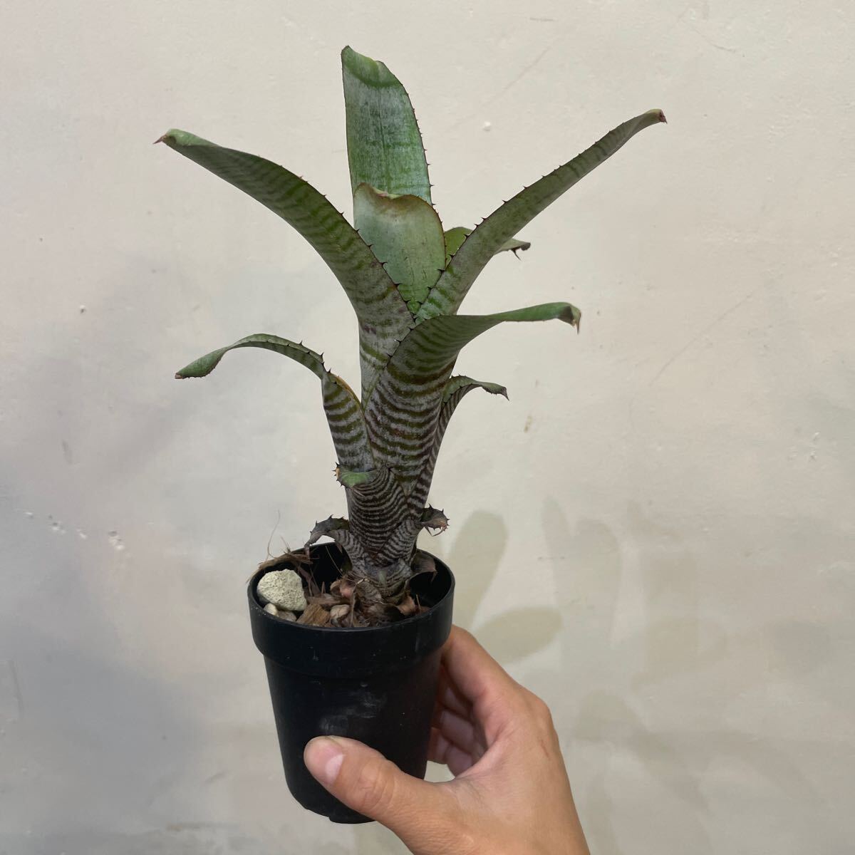 Yahoo!オークション - [Pof]Aechmea nudicaulis Parati エクメア・ヌ...