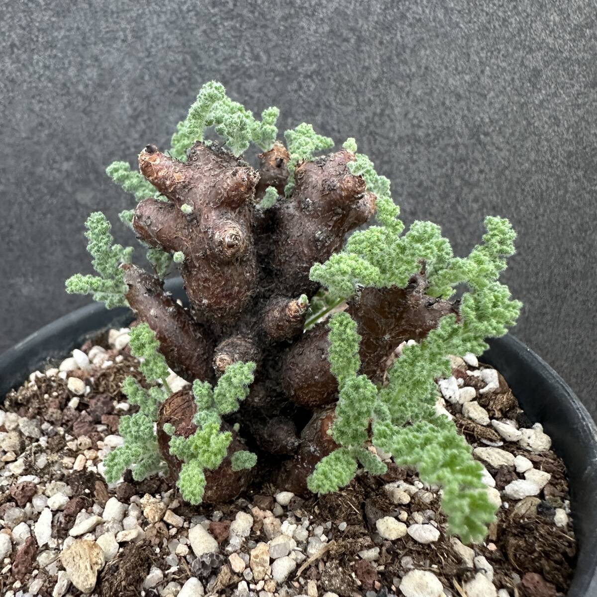 Yahoo!オークション - B54 特選 ペラルゴニウム アルテルナンスPelargo...