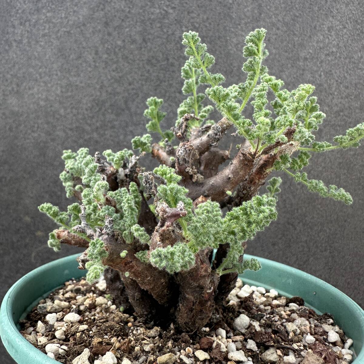 Yahoo!オークション - G21 特選 ペラルゴニウム アルテルナンスPelargo...