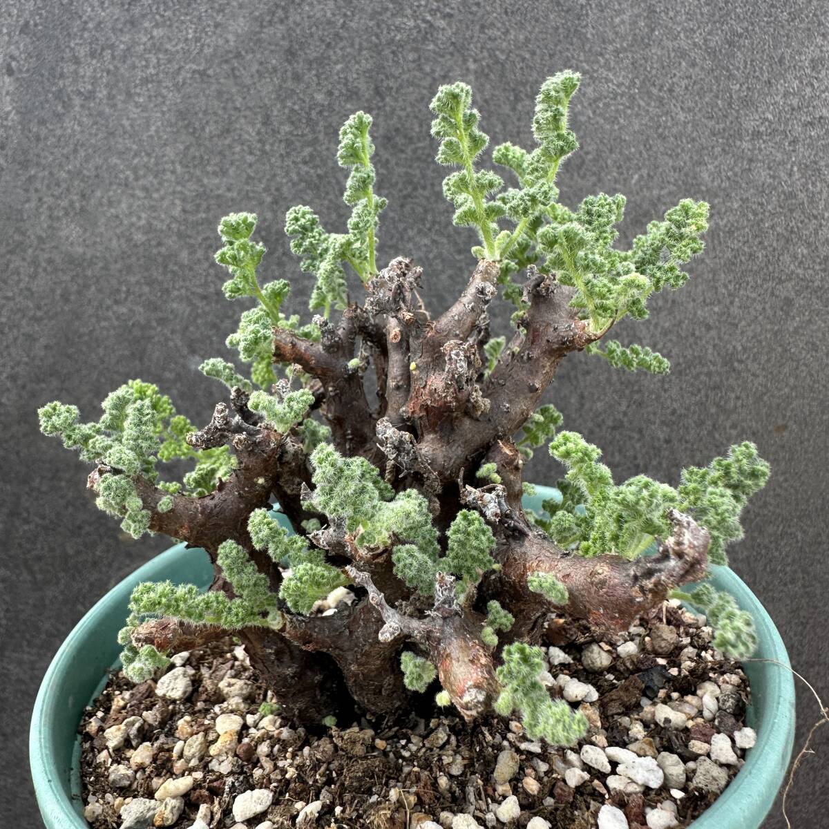 Yahoo!オークション - G21 特選 ペラルゴニウム アルテルナンスPelargo...