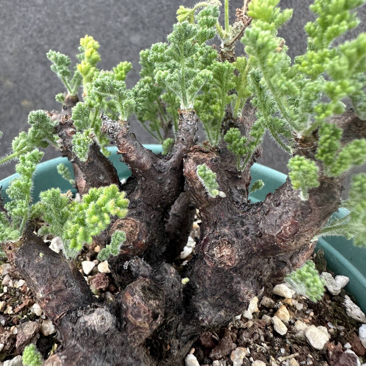 Yahoo!オークション - G47 特選 ペラルゴニウム アルテルナンスPelargo...