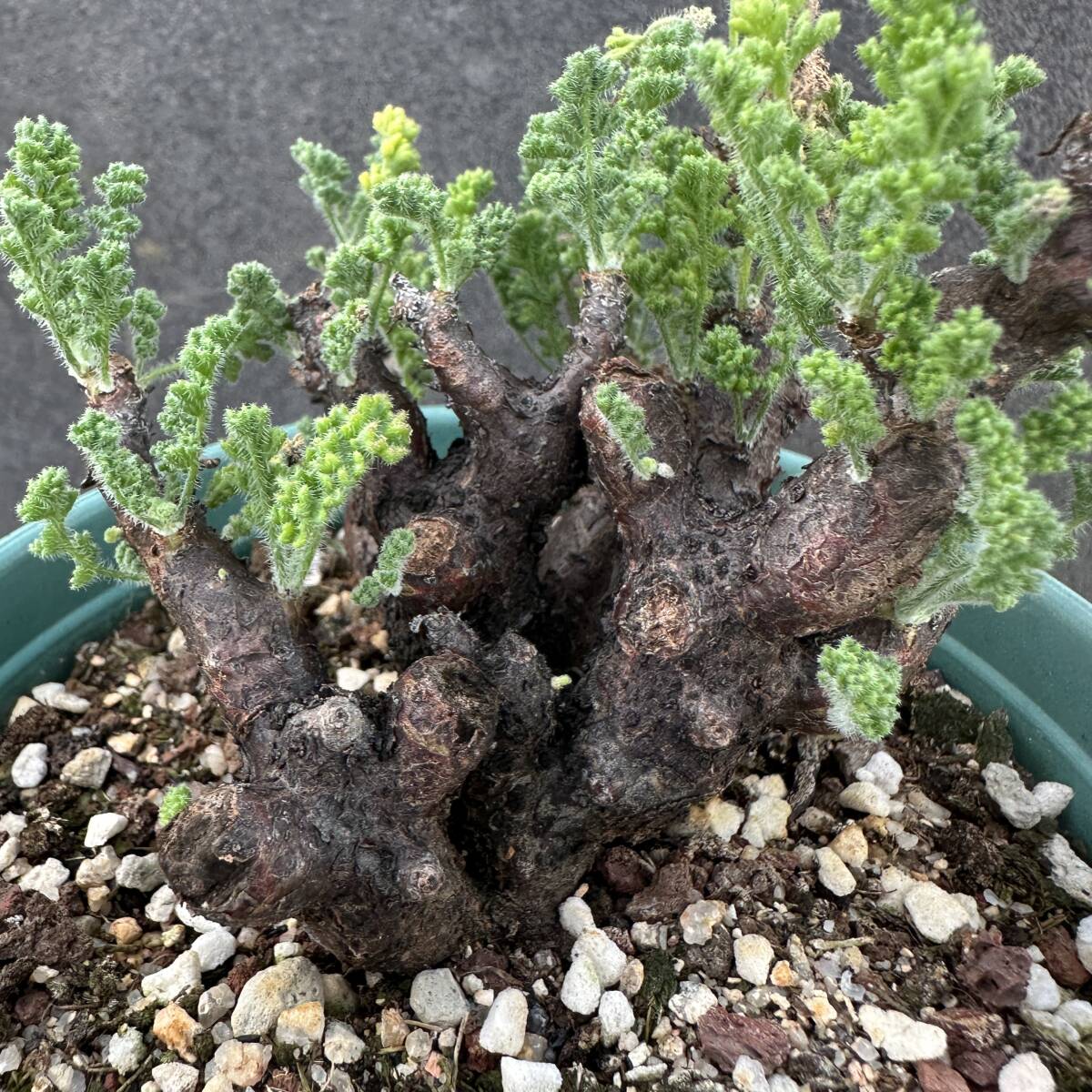 Yahoo!オークション - G47 特選 ペラルゴニウム アルテルナンスPelargo...