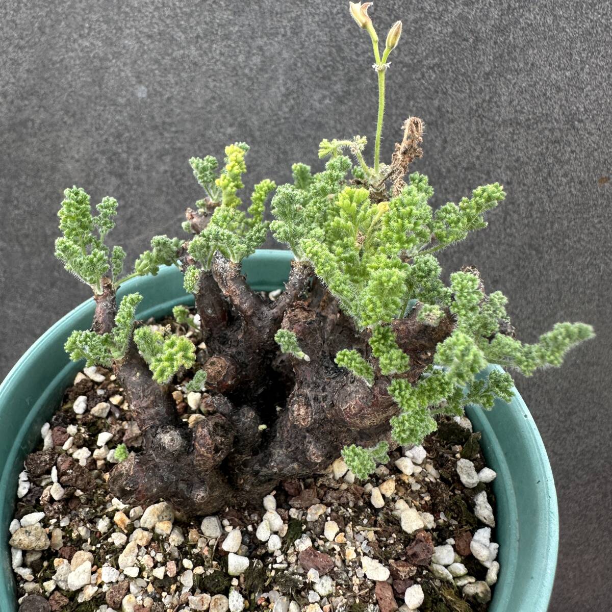 Yahoo!オークション - G47 特選 ペラルゴニウム アルテルナンスPelargo...