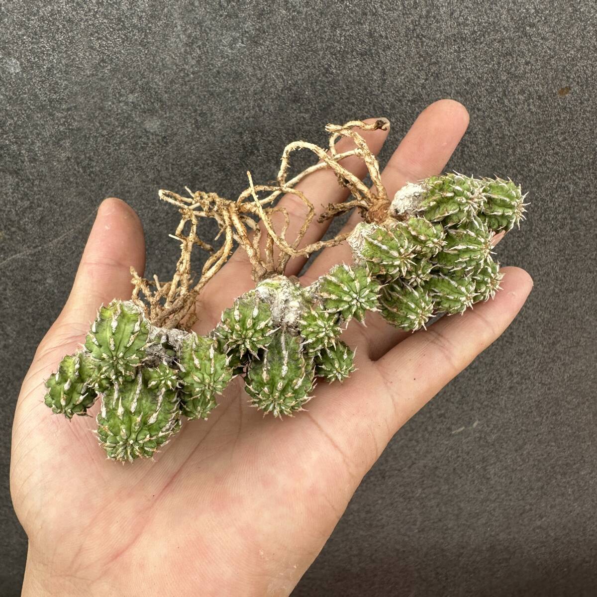 Yahoo!オークション - G48 珍奇塊根 Euphorbia sepulta / ユーフォルビ...