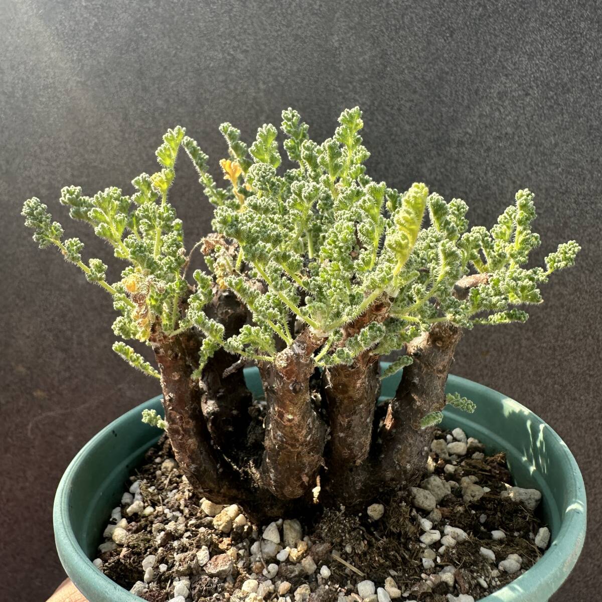 Yahoo!オークション - H42 特選 ペラルゴニウム アルテルナンスPelargo...