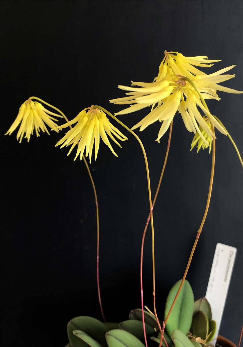 Yahoo!オークション - 洋蘭 バルボフィラム パープラッセン