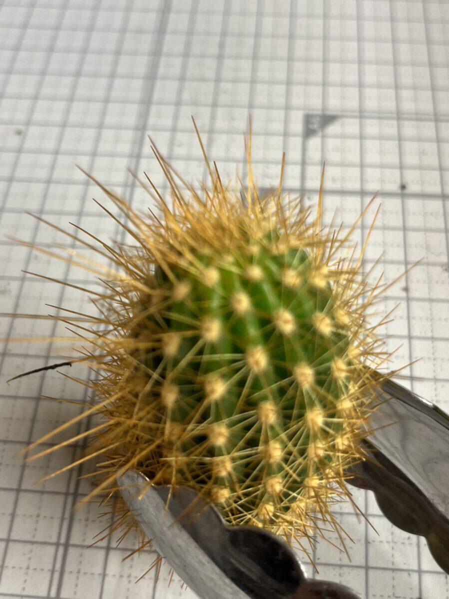 Yahoo!オークション - 大輪花サボテン TS126