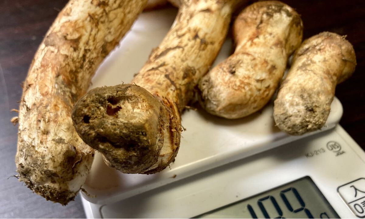 Yahoo!オークション - 【国産松茸】189g長野産の採れたてマツタケを南...