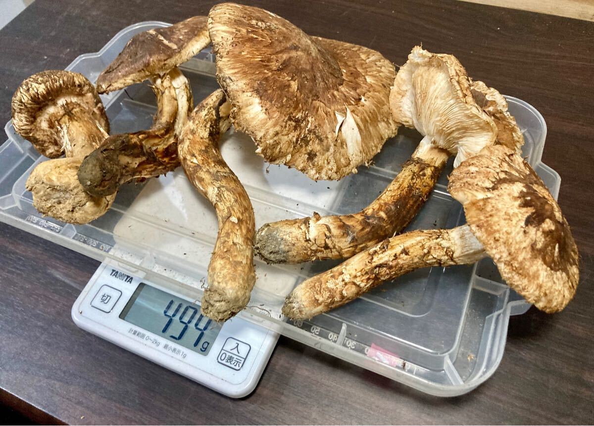 Yahoo!オークション - （12）【訳あり】494g長野産マツタケを南信州か...