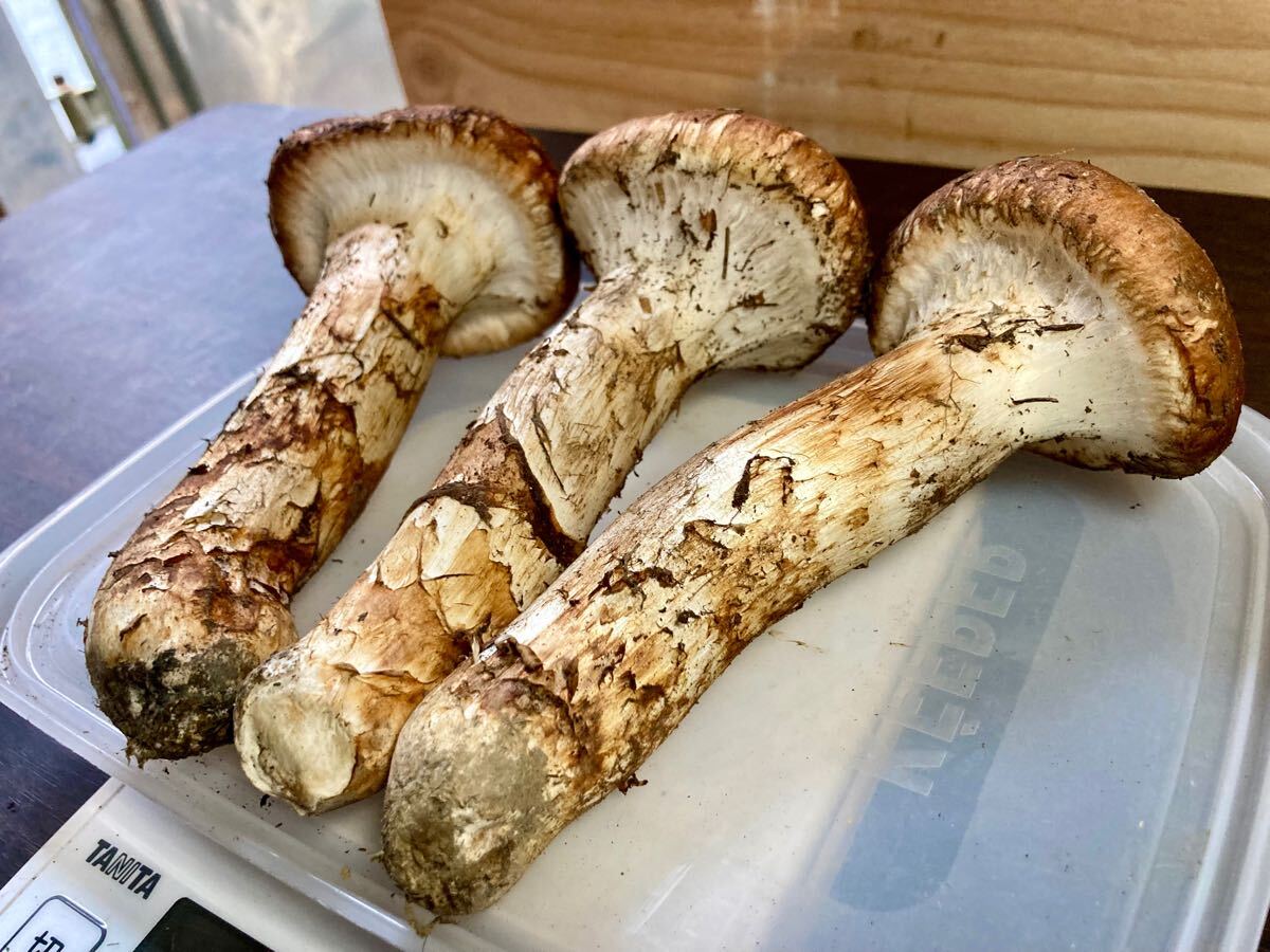 Yahoo!オークション - ①【国産松茸】254g長野産の採れたてマツタケを...
