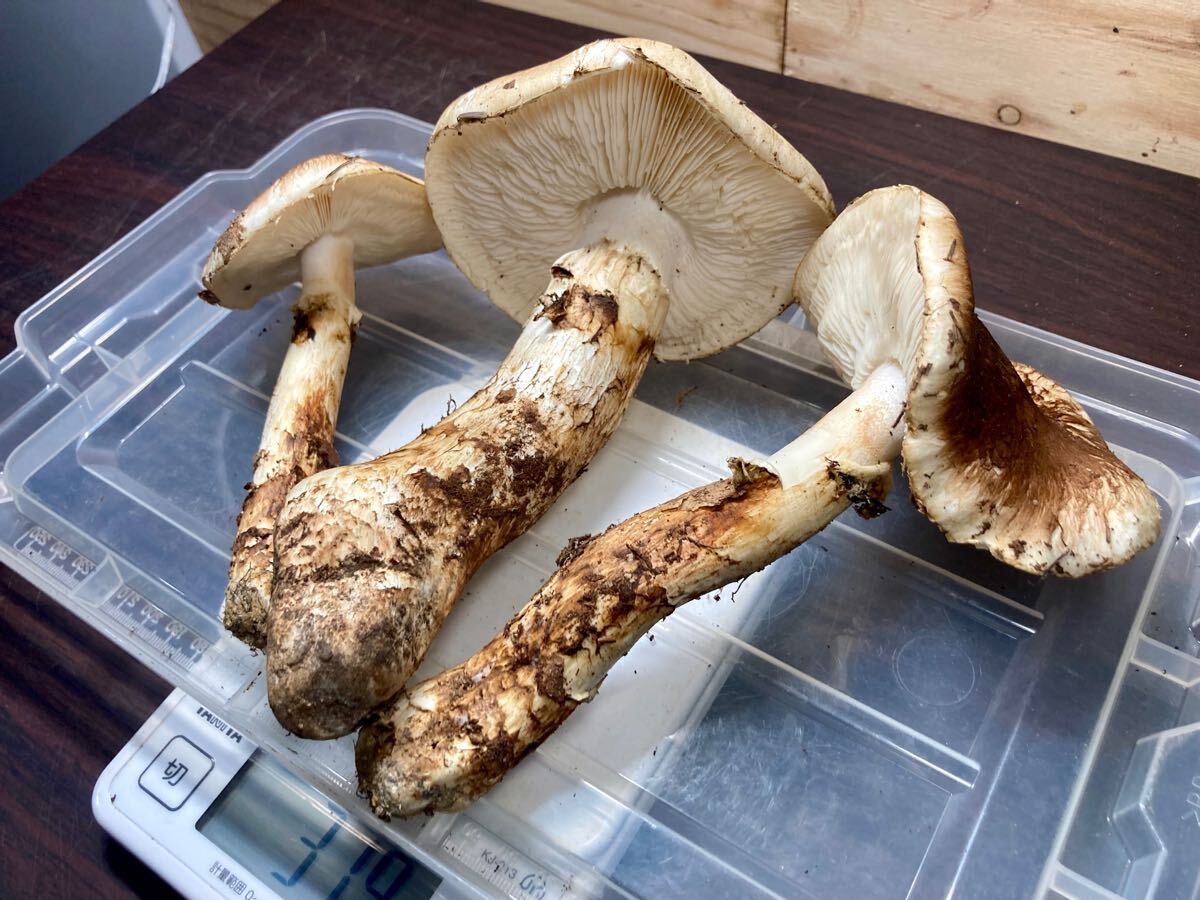 Yahoo!オークション - （9）【国産松茸】319g長野産の採れたてマツタケ...
