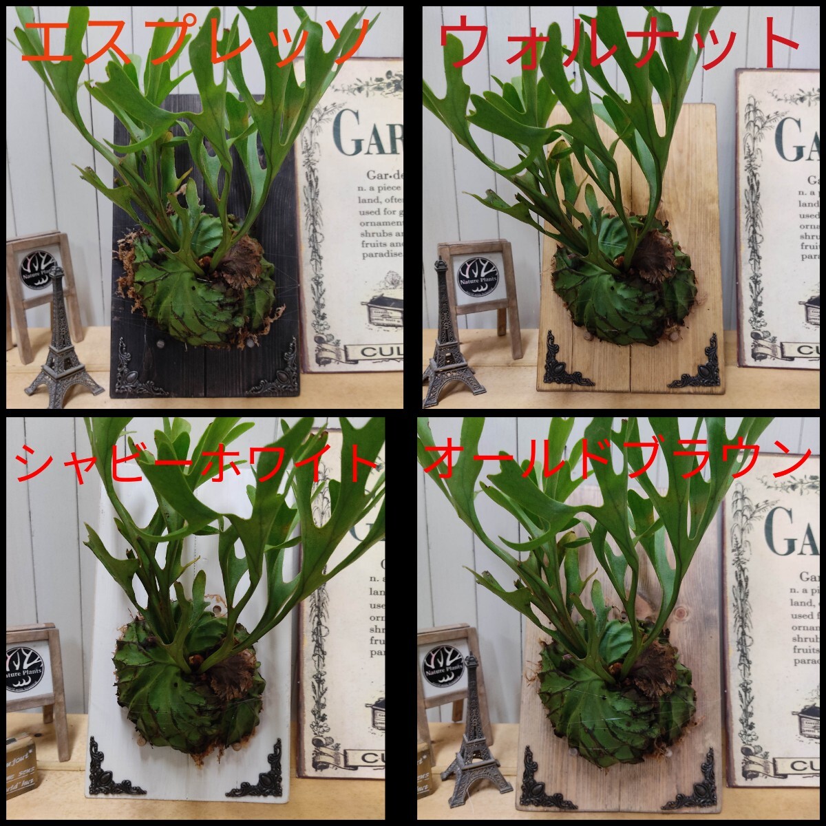 Yahoo!オークション - K004 大株 板付き レカノプテリス ロマリオイデ...