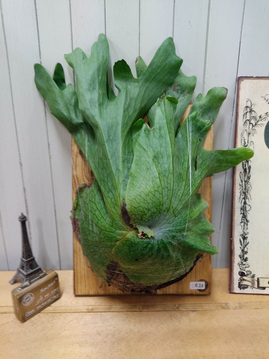 Yahoo!オークション - E023モンスター級 ビカクシダ ワンダエ ワイルド...