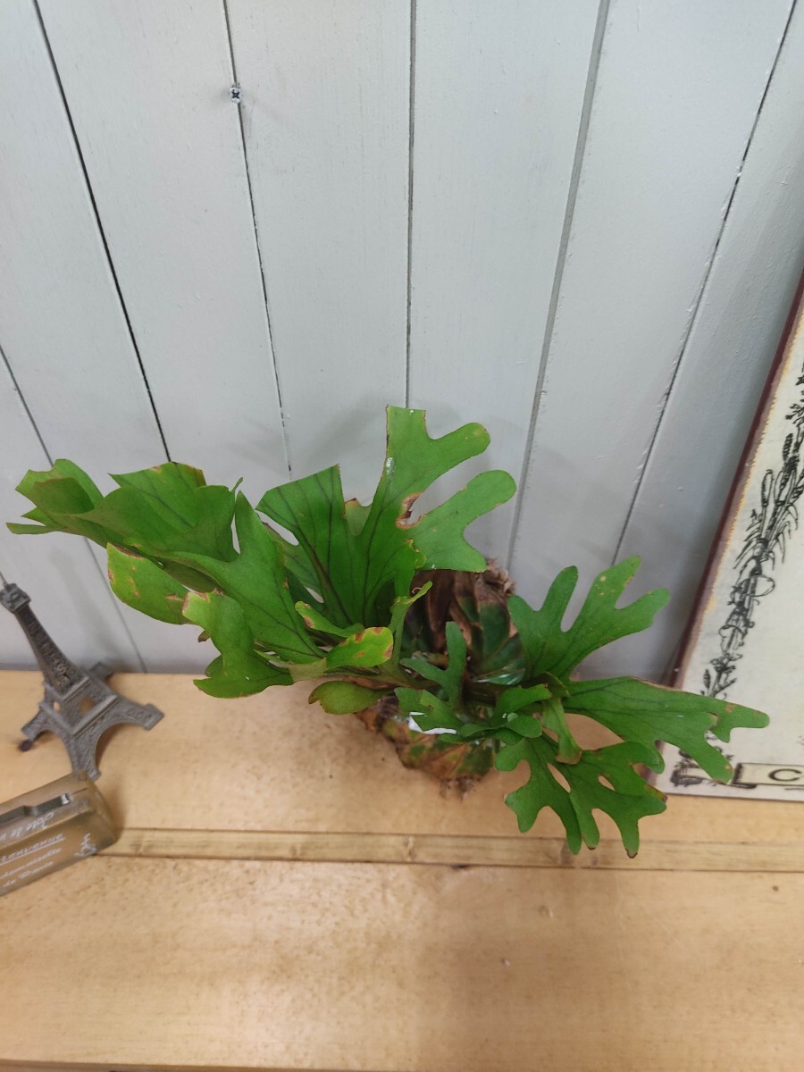 Yahoo!オークション - E004新芽展開開始 美形 ビカクシダ プラティケリ...