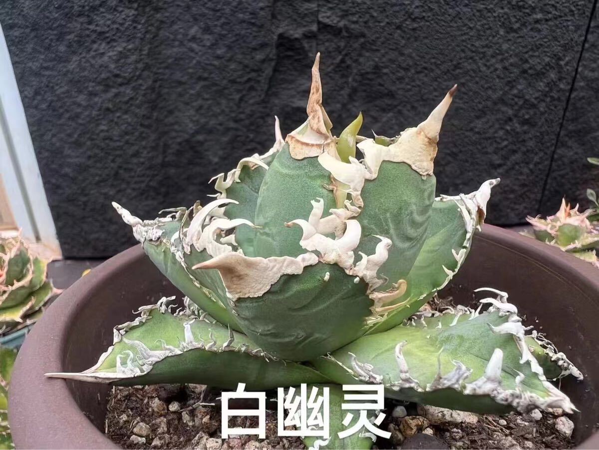 Yahoo!オークション - 【FJ Agave】k31アガベ 白幽靈 多肉植物 極上子...