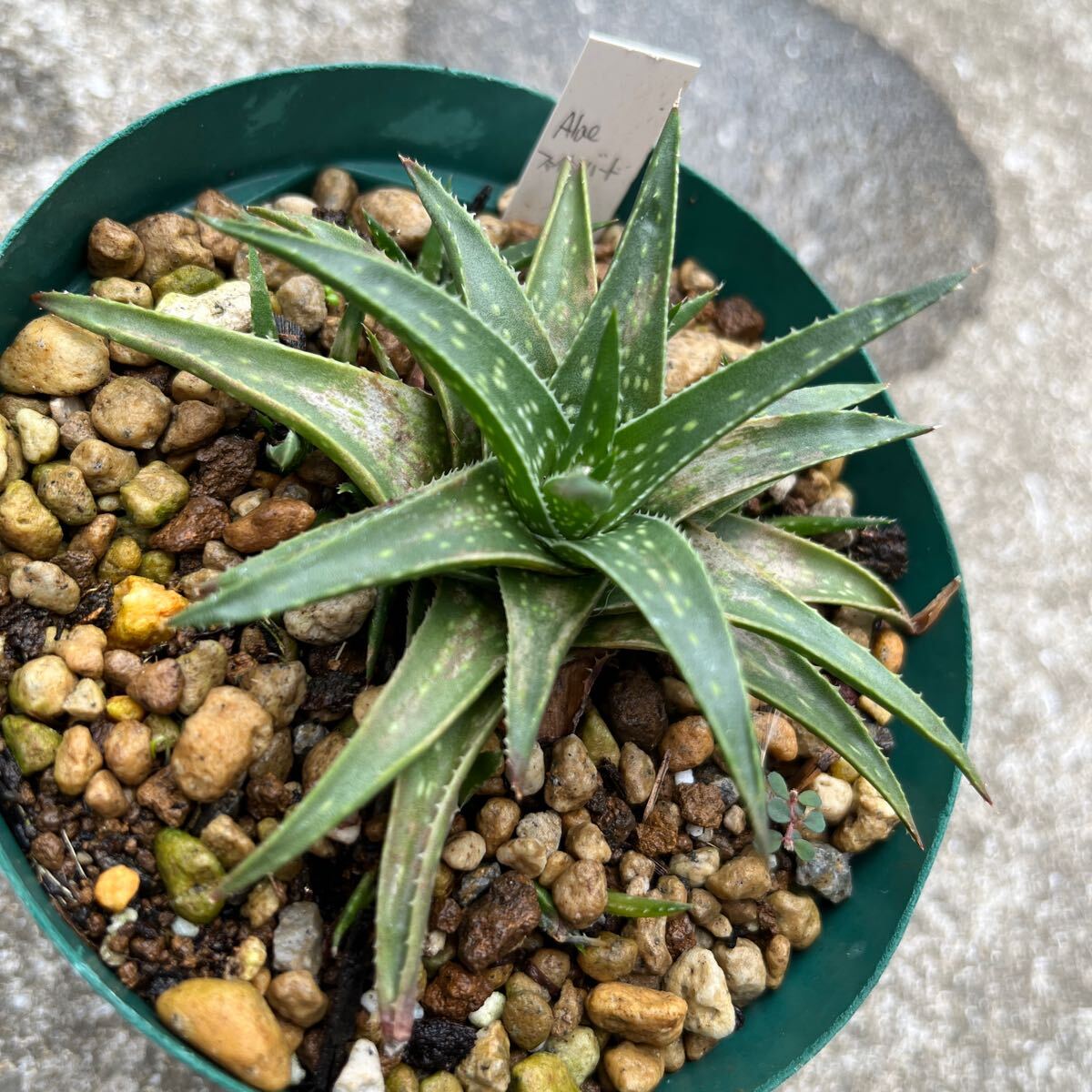 Yahoo!オークション - Aloe 'Fire Bird' アロエ ファイアーバード