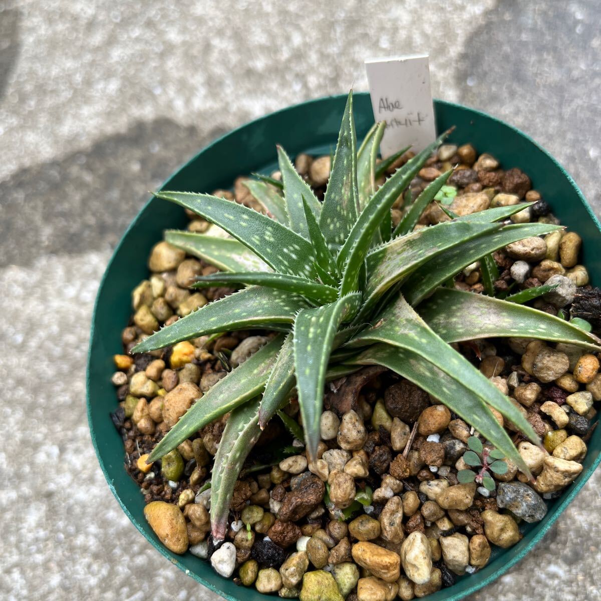 Yahoo!オークション - Aloe 'Fire Bird' アロエ ファイアーバード