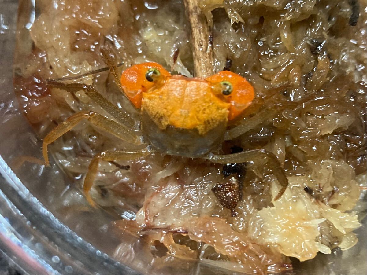 Yahoo!オークション - ハーフオレンジバンパイアクラブ 1ペア【No3】