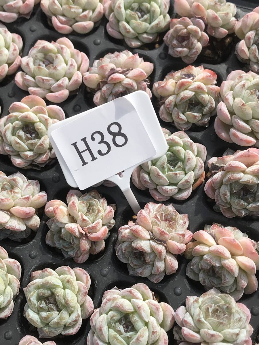 Yahoo!オークション - 105株 H38-4 多肉植物 エケベリア ユキガオサボ...