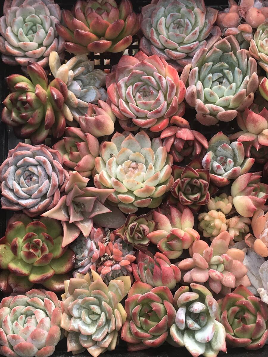 Yahoo!オークション - 50株 H532 エケベリア カット苗 韓国苗 サボテン...