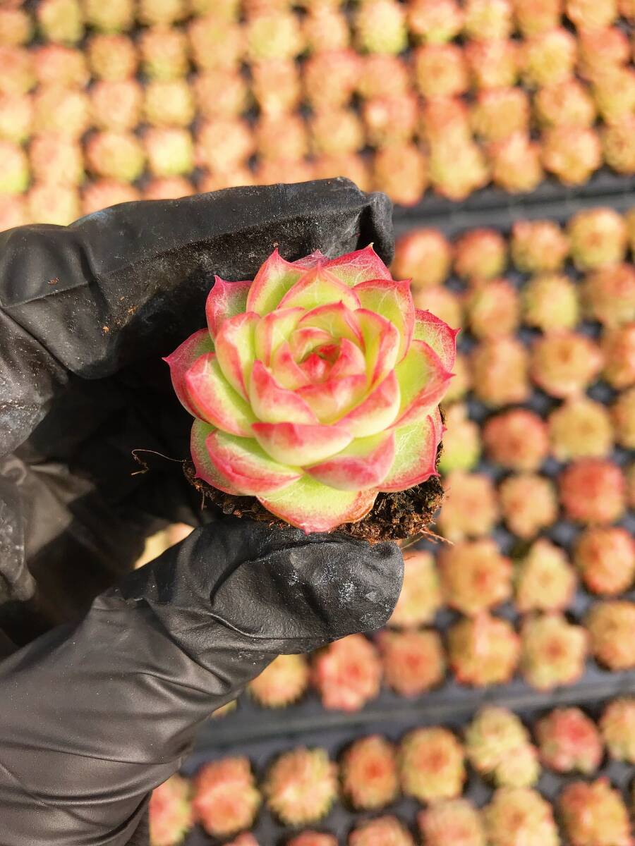 Yahoo!オークション - 105株 J31-3 エケベリア 韓国苗 サボテン 多肉植...