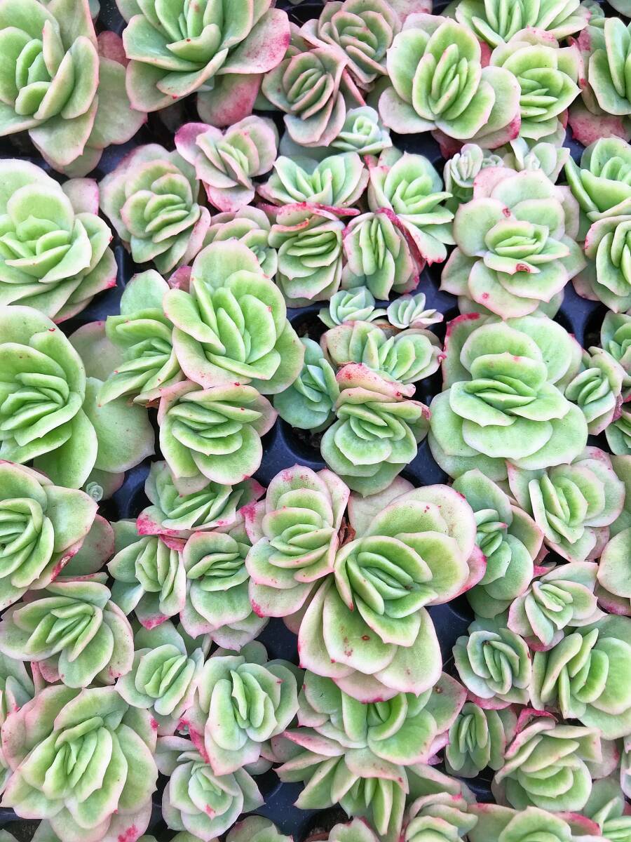 Yahoo!オークション - 105株 J56-3 エケベリア 韓国苗 サボテン 多肉植...