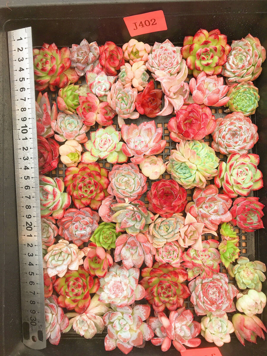 Yahoo!オークション - 56株 J402 エケベリア カット苗 韓国苗 サボテン...