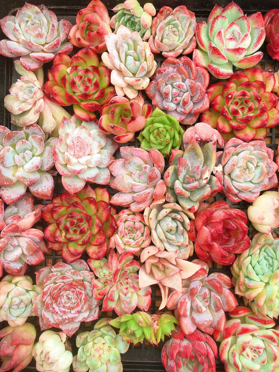 Yahoo!オークション - 56株 J402 エケベリア カット苗 韓国苗 サボテン...