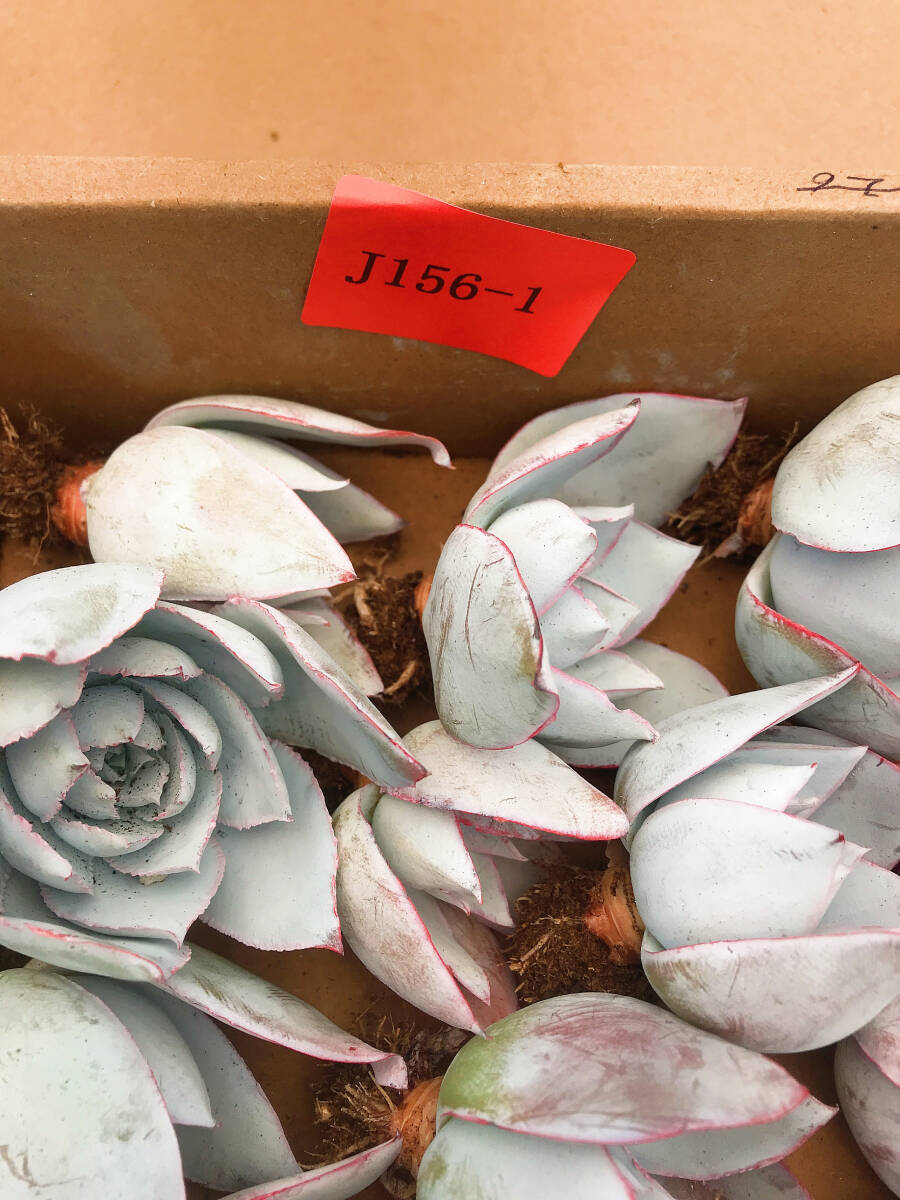 Yahoo!オークション - 20株 J156-3多肉植物 エケベリアカンテサボテン ...