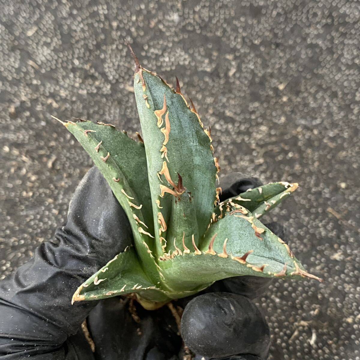 Yahoo!オークション - 多肉植物 アガベ チタノタ Fo222 小株 発根済