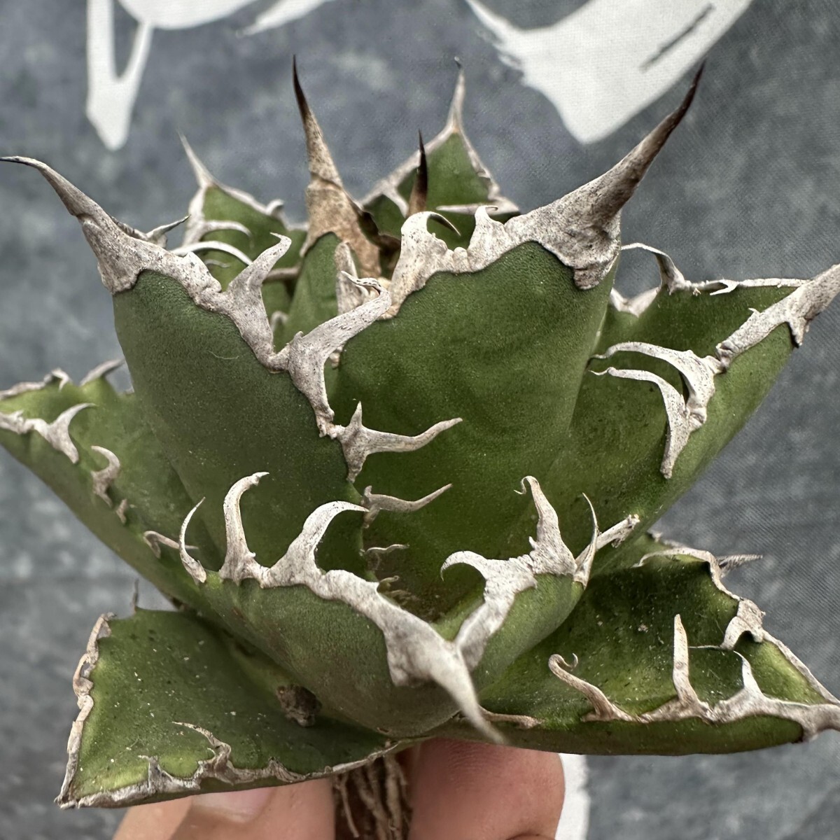 Yahoo!オークション - Q78【鶴風園】特選 アガベ 多肉植物 チタノタ 凱...