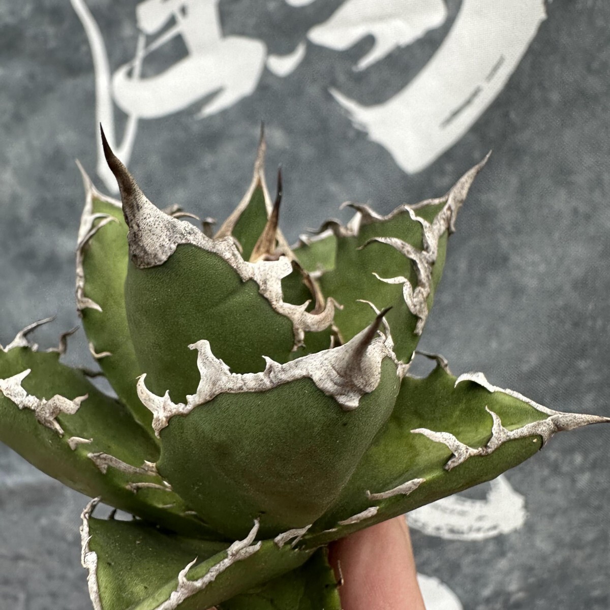 Yahoo!オークション - Q66【鶴風園】特選 アガベ 多肉植物 チタノタ 凱...