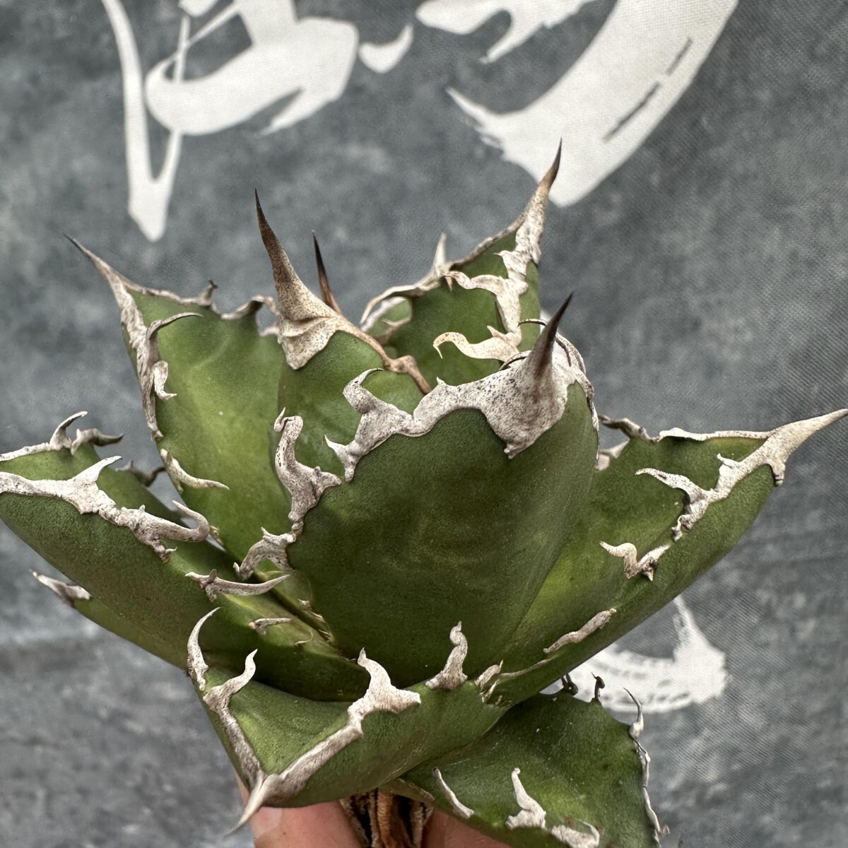 Yahoo!オークション - Q66【鶴風園】特選 アガベ 多肉植物 チタノタ 凱...