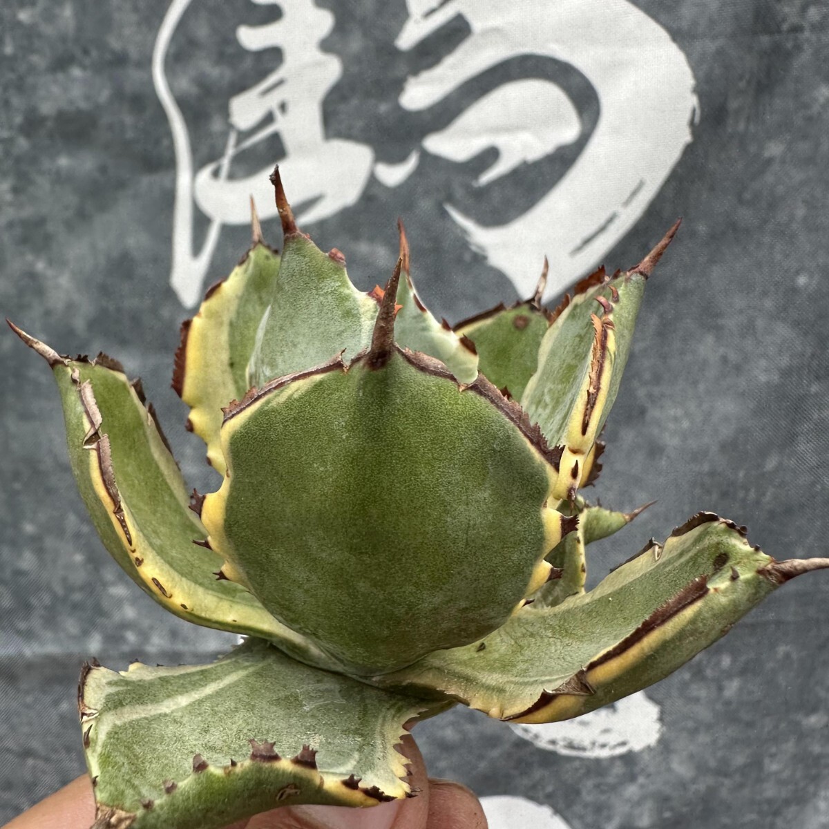 Yahoo!オークション - Q58【鶴風園】多肉植物 アガベ 王妃兜蟹錦 連棘 ...