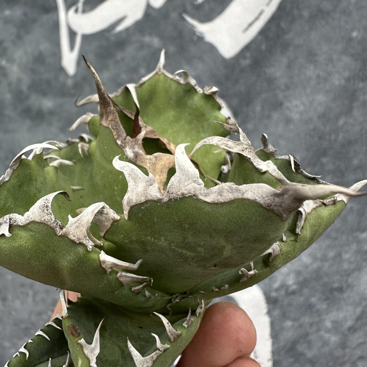 Yahoo!オークション - Q53【鶴風園】特選 アガベ 多肉植物 チタノタ 蟹...