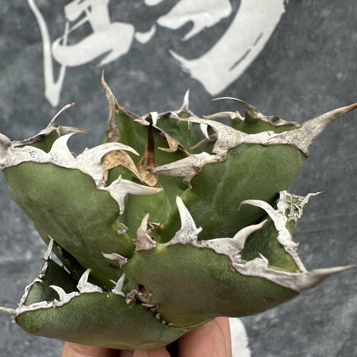 Yahoo!オークション - Q47【鶴風園】特選 アガベ 多肉植物 チタノタ 蟹...